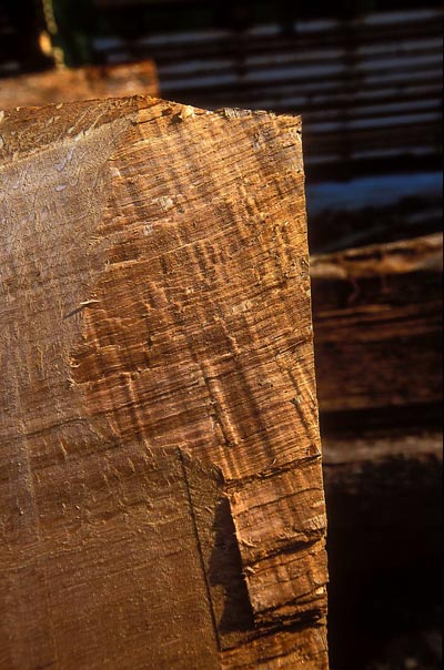 Scottish Oak Log 1821 | Talarico Hardwoods