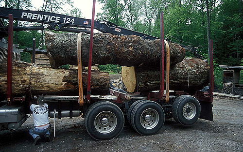 Log Yard | Talarico Hardwoods