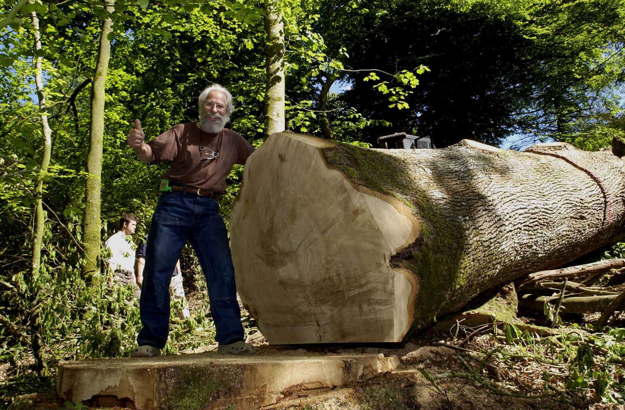 Amazing Scottish Oak Logs | Talarico Hardwoods