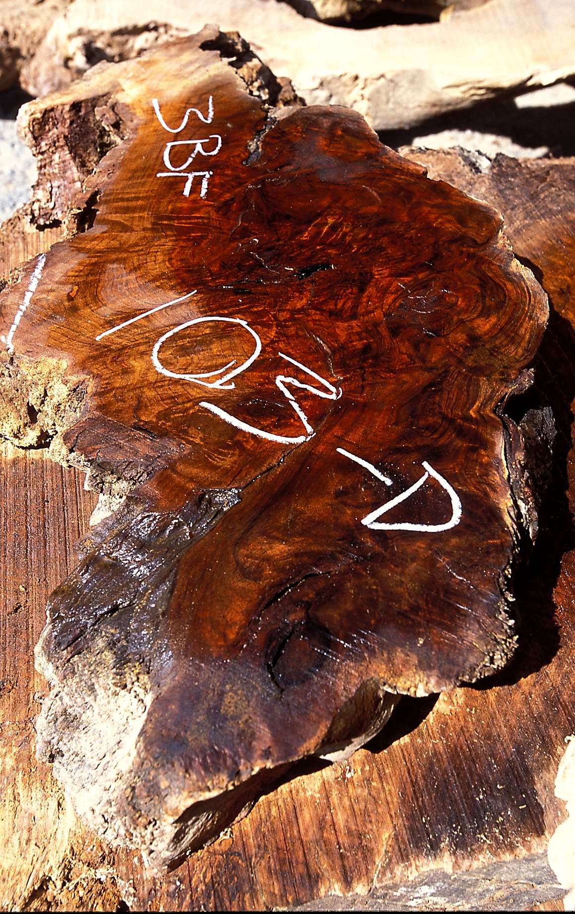 Curly English Walnut Root Flitches | Talarico Hardwoods