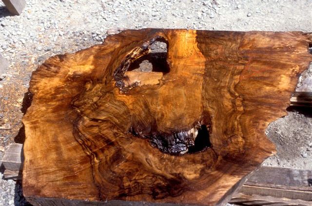 Circassian Walnut Burl | Talarico Hardwoods