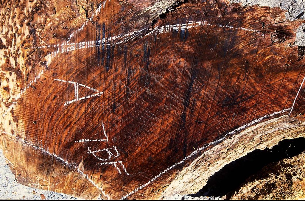 Curly English Walnut Root Flitches | Talarico Hardwoods