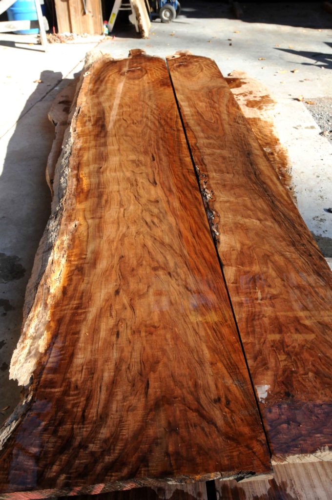 Curly English Walnut Butt Log | Talarico Hardwoods
