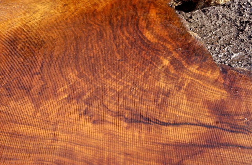 Bookmatched Curly English Walnut Crotch | Talarico Hardwoods
