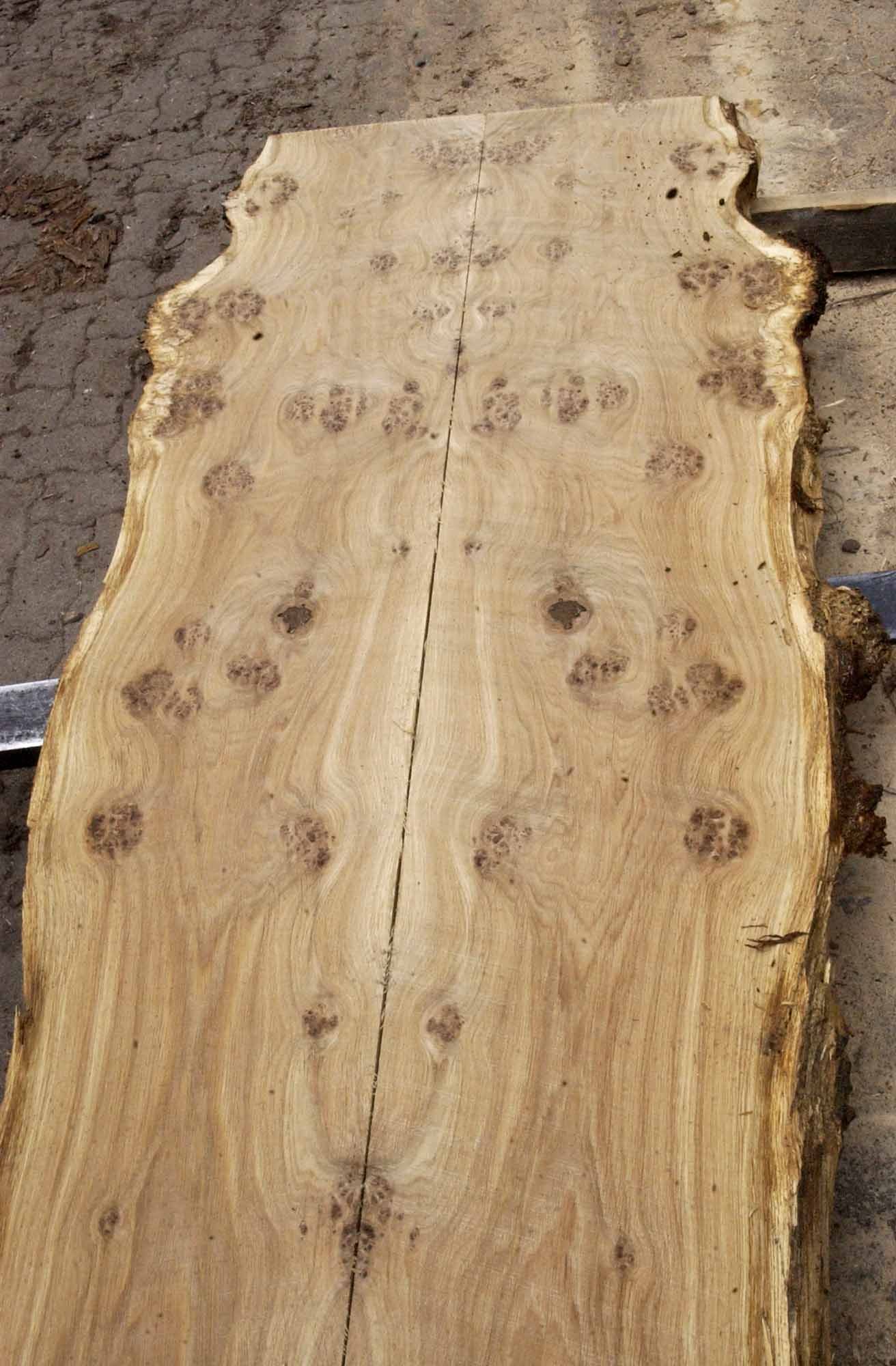 Scottish Pippy Oak | Talarico Hardwoods