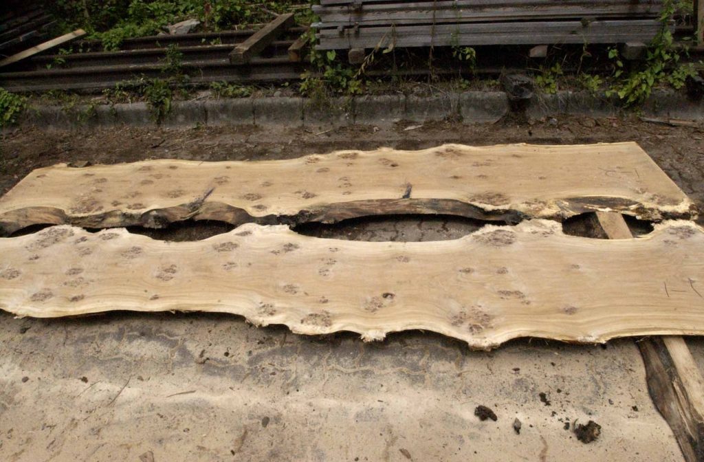 Scottish Pippy Oak | Talarico Hardwoods