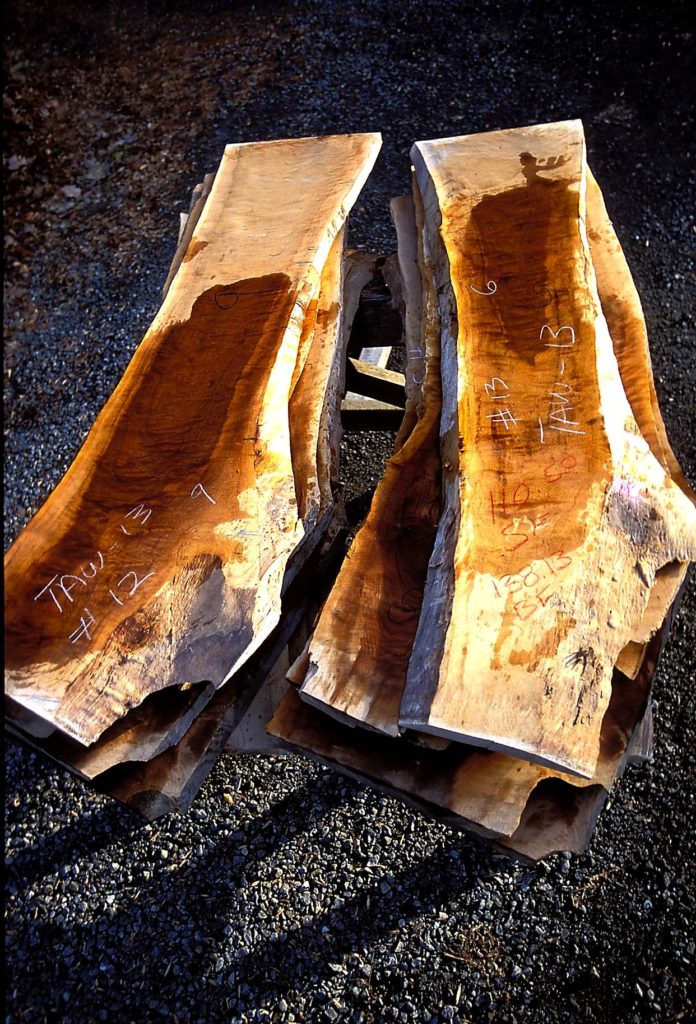 Curly Eng Walnut Crotch Flitches | Talarico Hardwoods