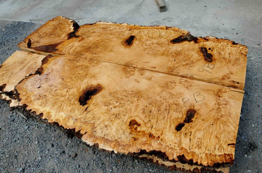 Scottish Oak Burl | Talarico Hardwoods