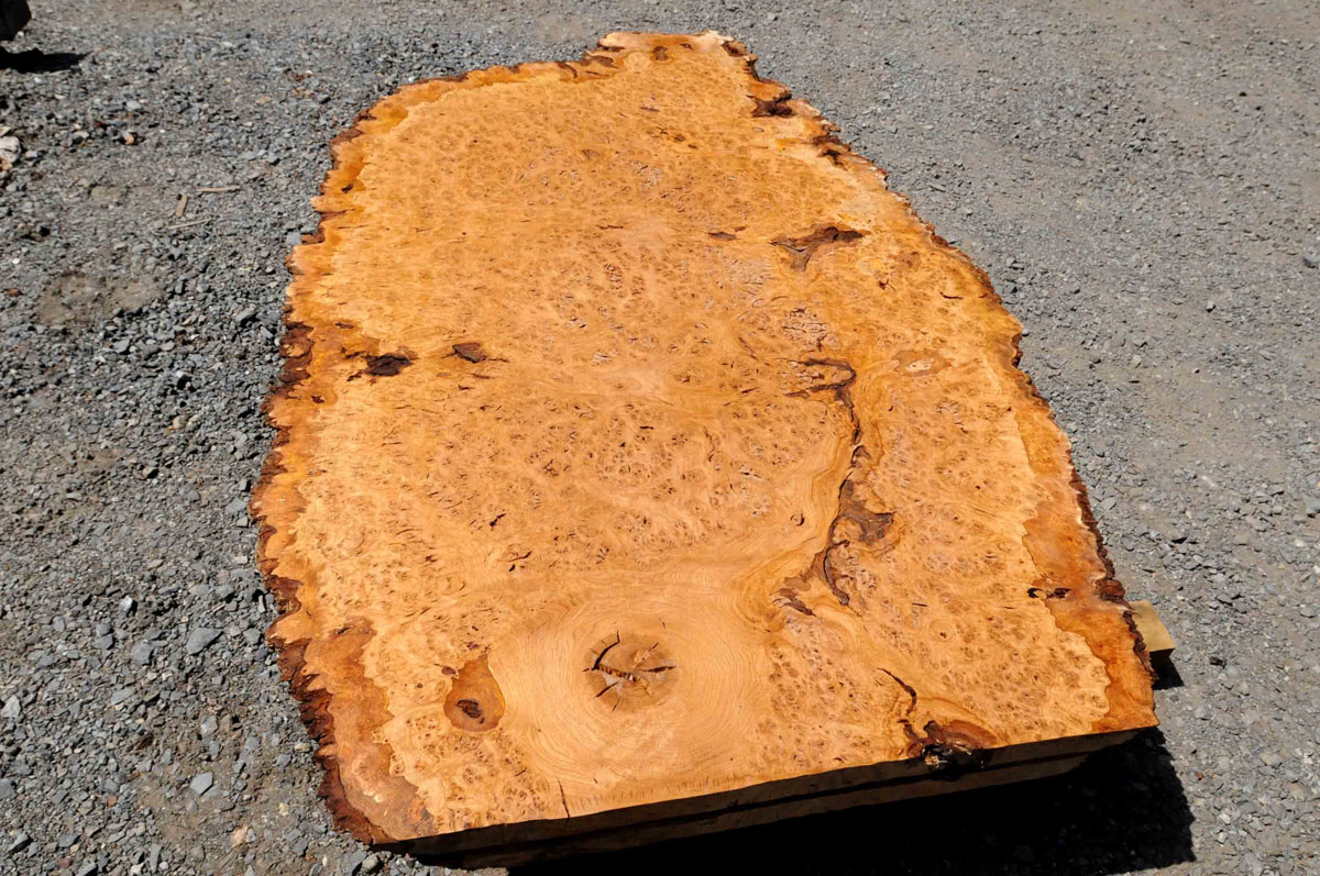 Scottish Oak Burl | Talarico Hardwoods