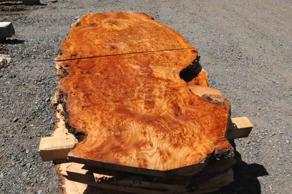 Wych Elm Burl | Talarico Hardwoods