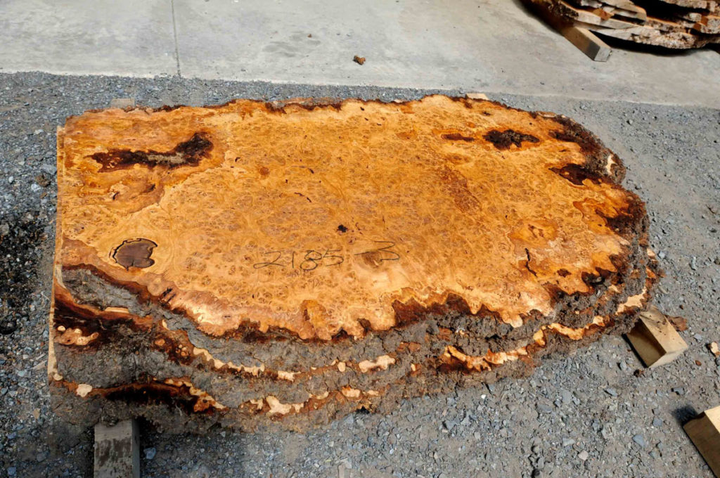 Scottish Oak Burl | Talarico Hardwoods