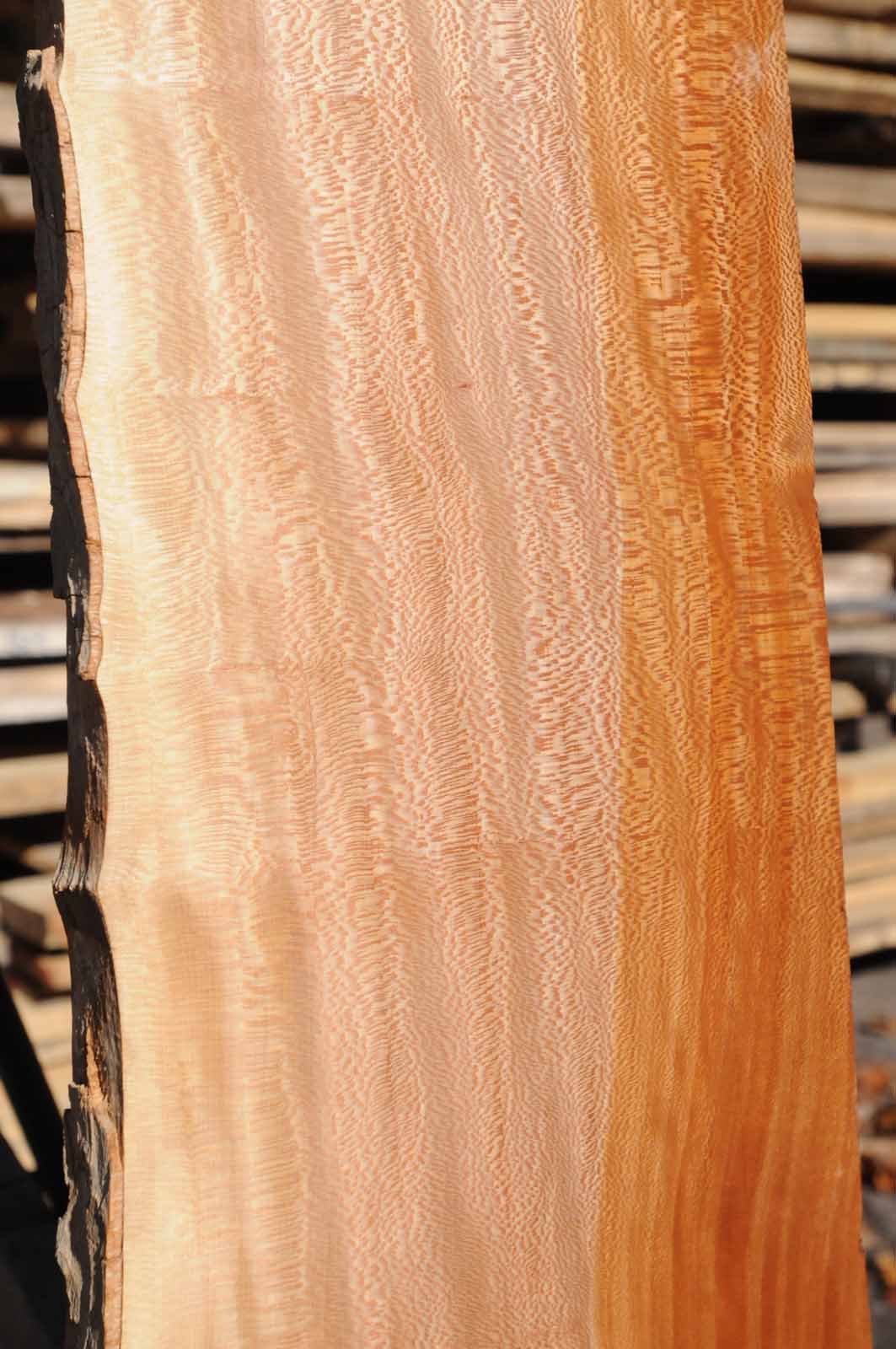 American Sycamore | Talarico Hardwoods